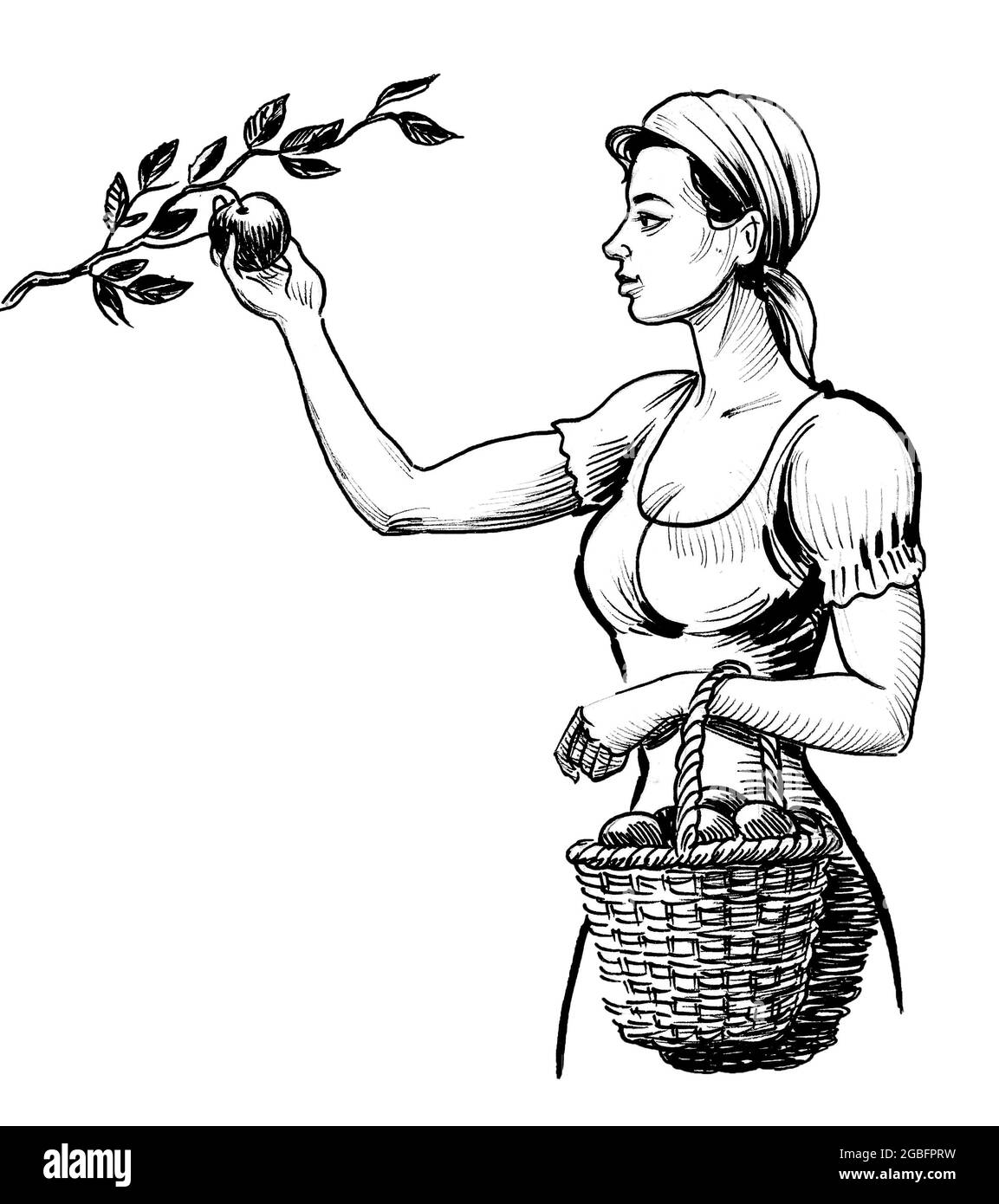 Apple Orchard Tree Drawing