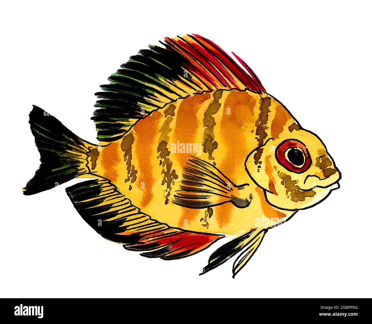 Tropical coral fish. Ink and watercolor drawing Stock Photo - Alamy