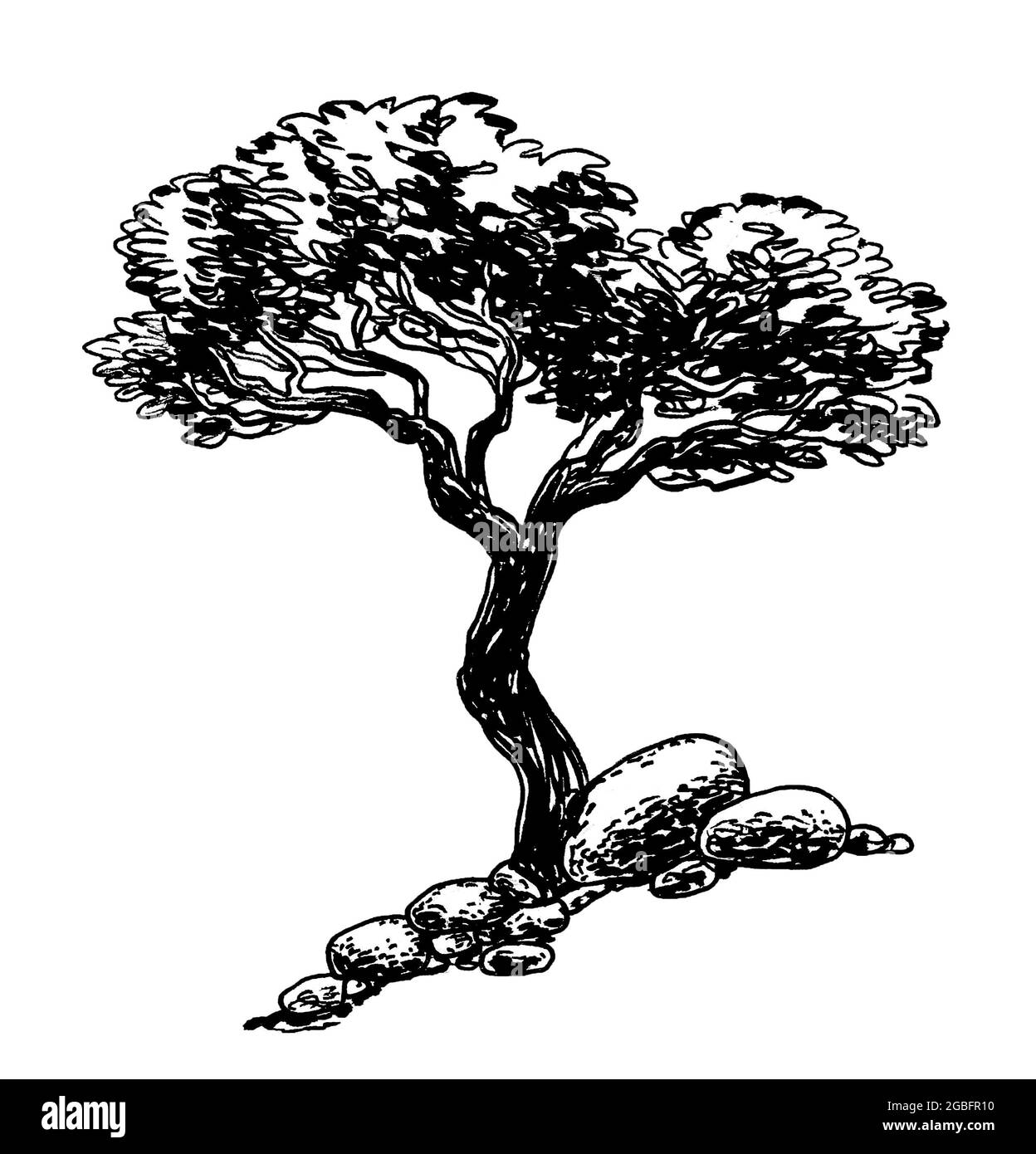 Tree with rocks Black and White Stock Photos & Images - Alamy