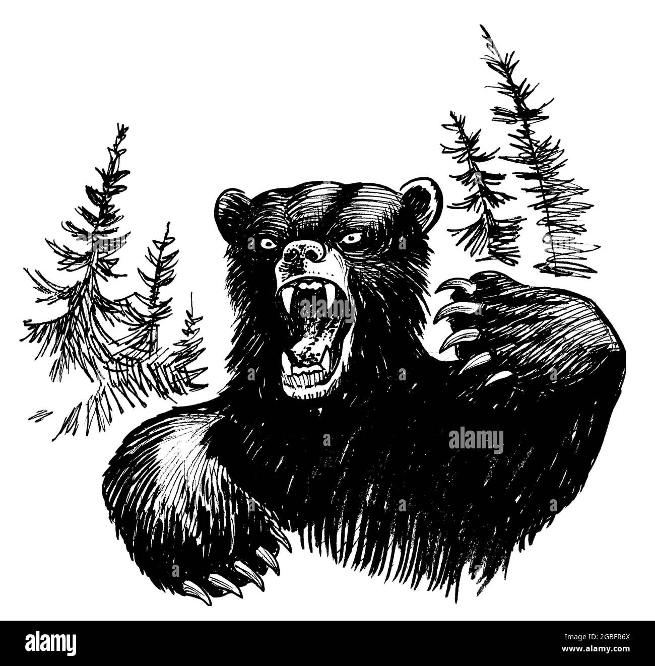 Angry bear in the woods. Ink black and white drawing Stock Photo - Alamy