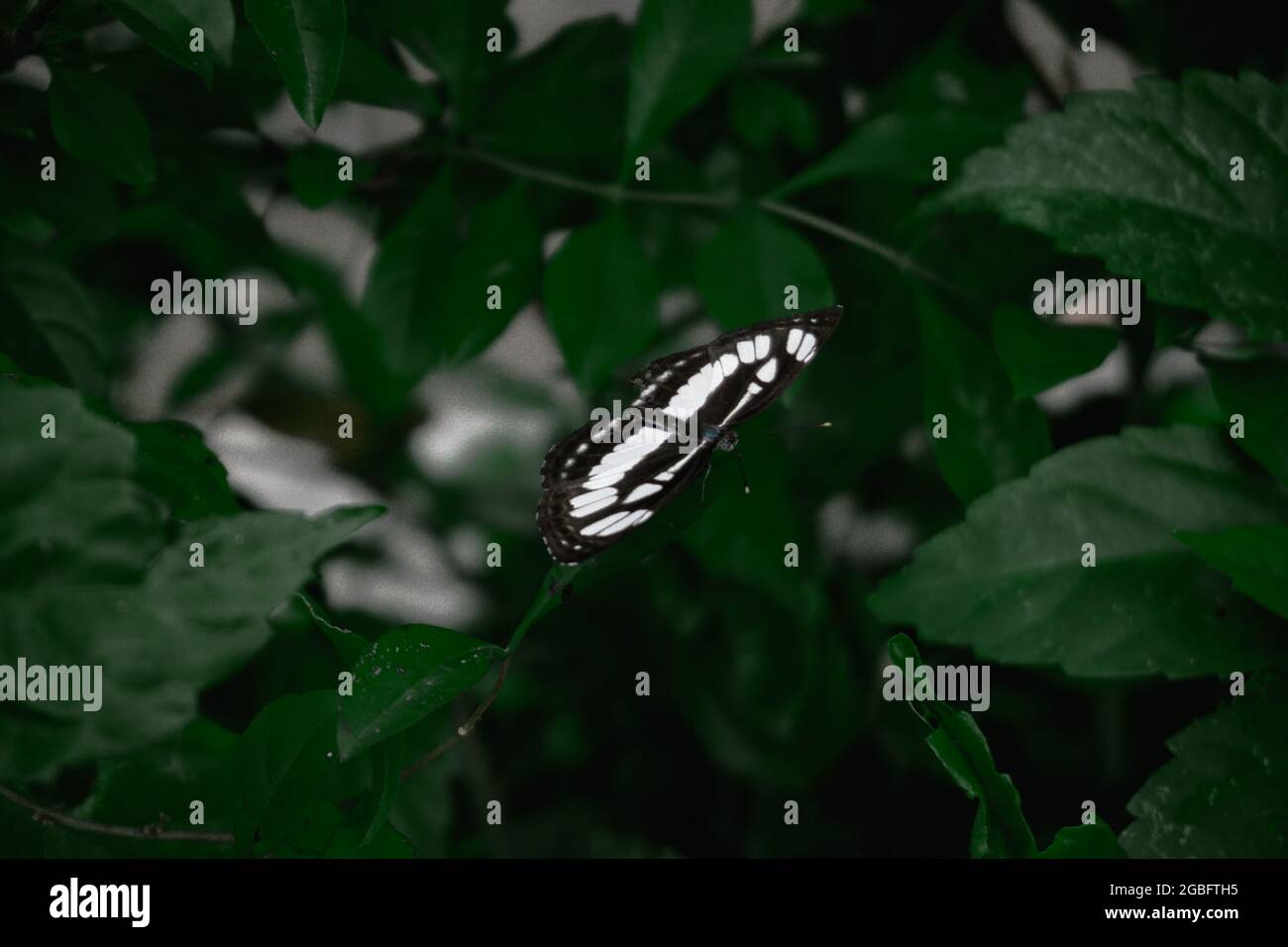 The photo of white butterfly on some green leaf bush forest Stock Photo ...