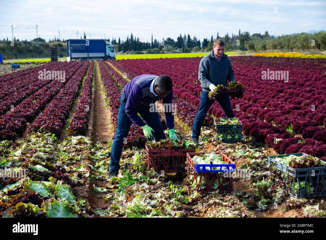 Male workers harvesting lettuce on the field and put in boxes Stock ...