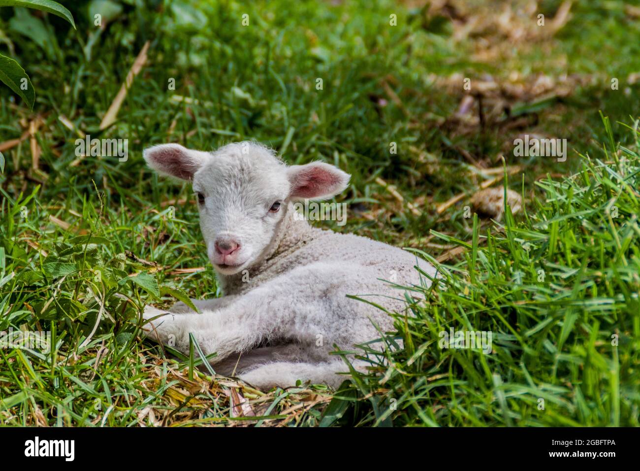 Small white lamb hi-res stock photography and images - Alamy