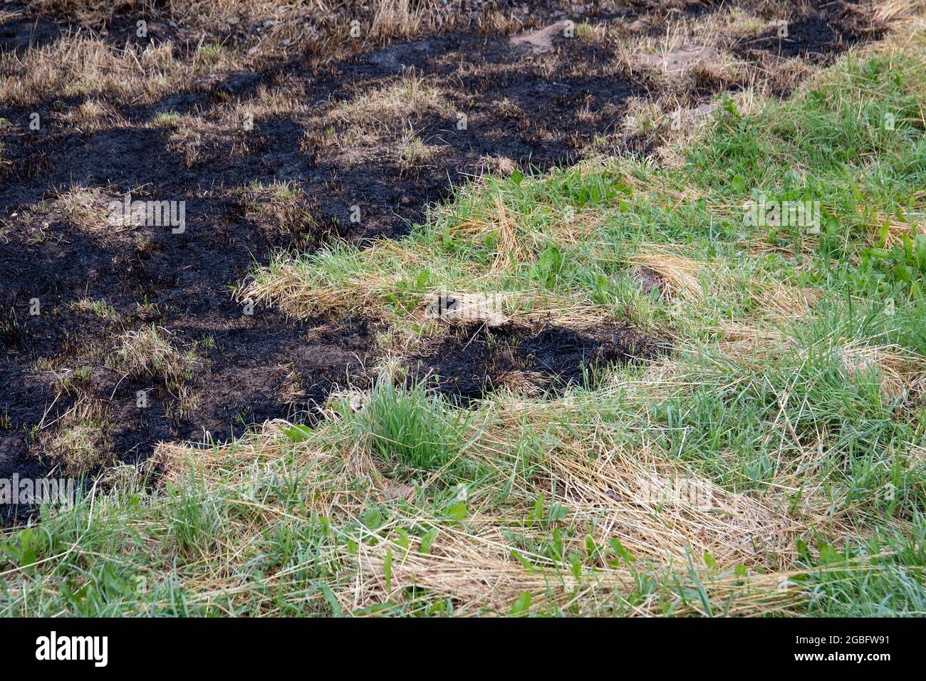 Burnt old dry grass. Fire accident, extremely hot weather and nature ...