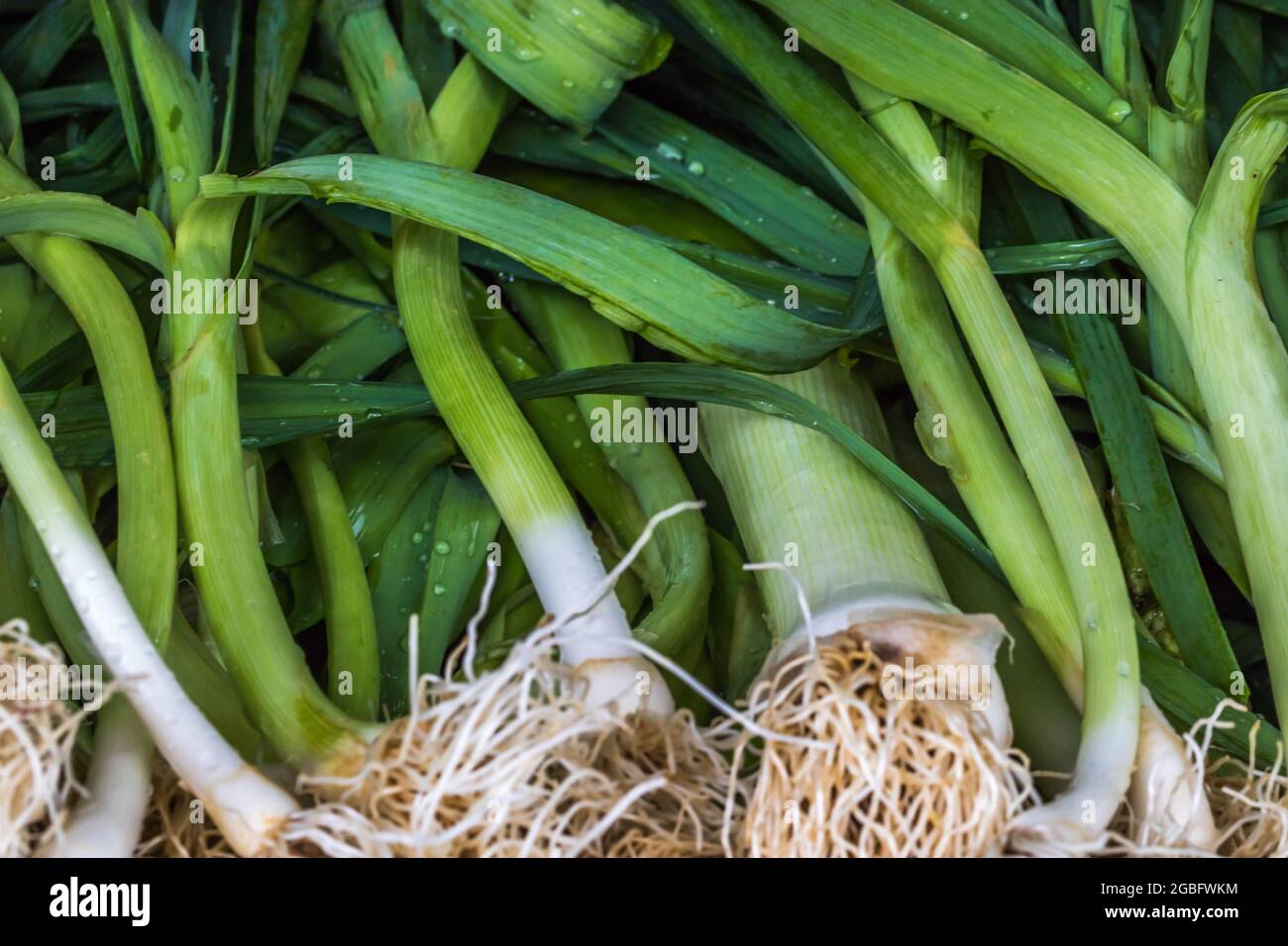 Leek cultivation hi-res stock photography and images - Alamy