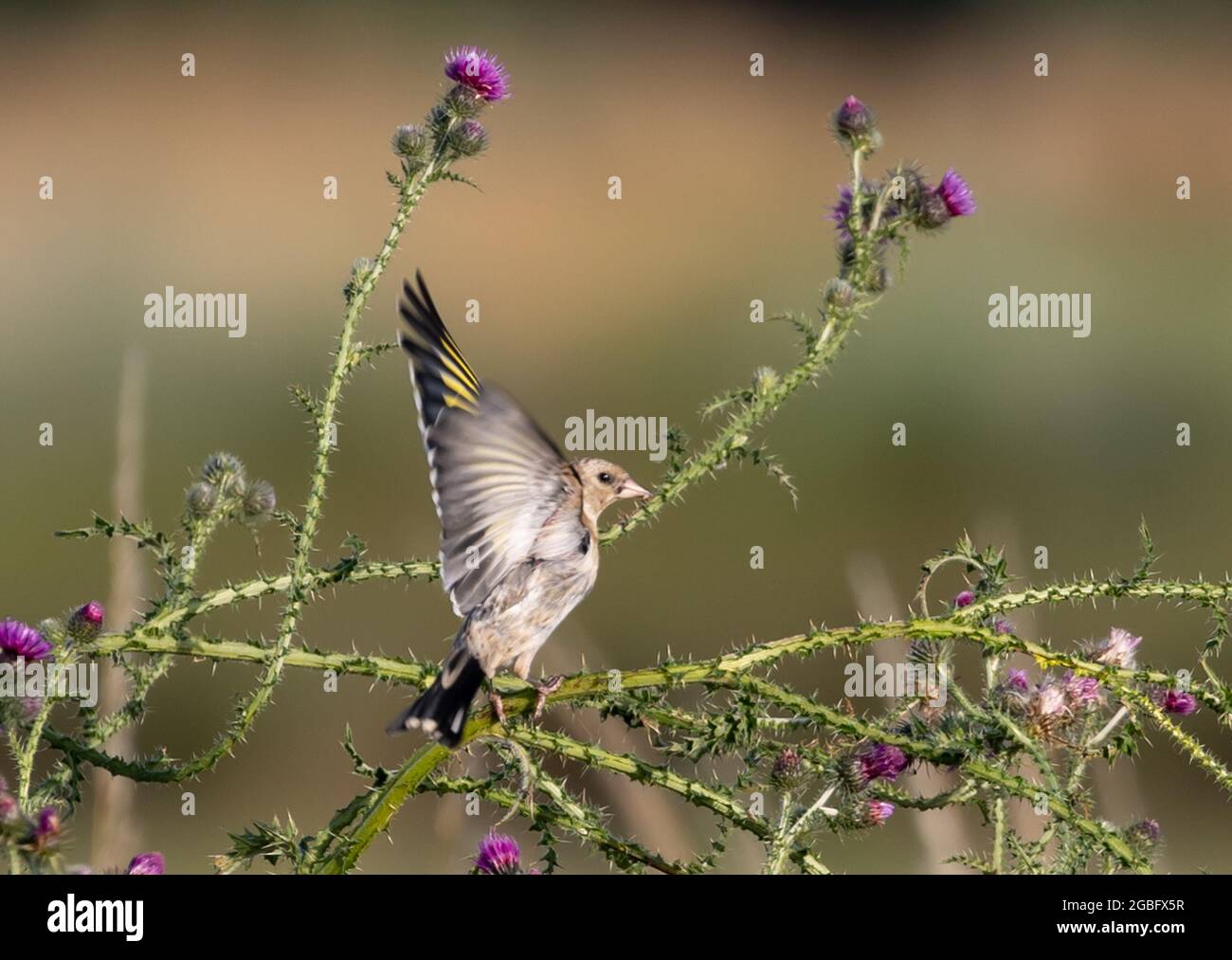 Closeup of the Grey-headed Goldfinch on a plant Stock Photo - Alamy