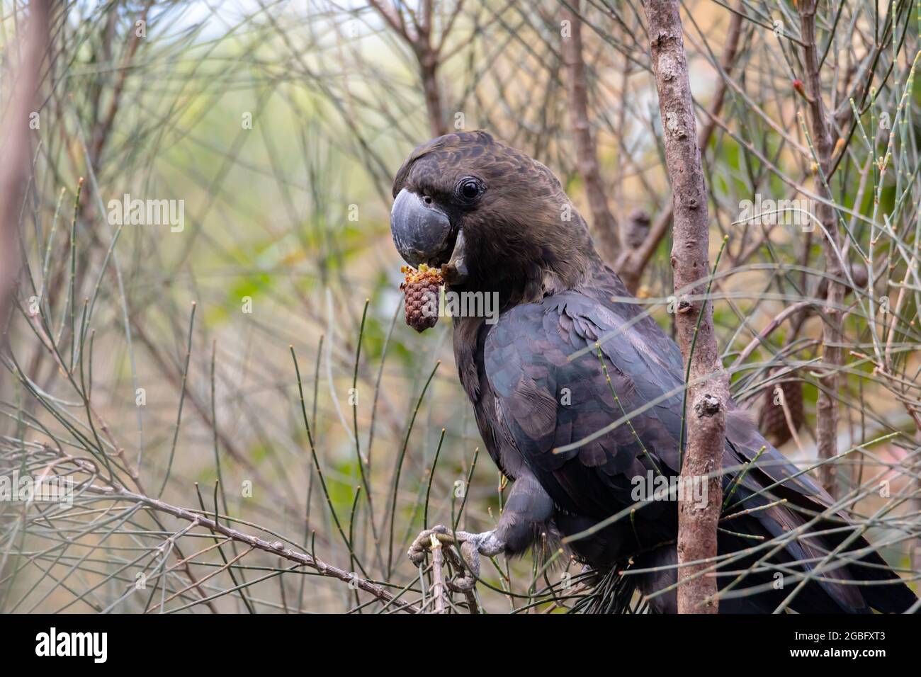 Glossy Black Cockatoo eating in a tree Stock Photo - Alamy