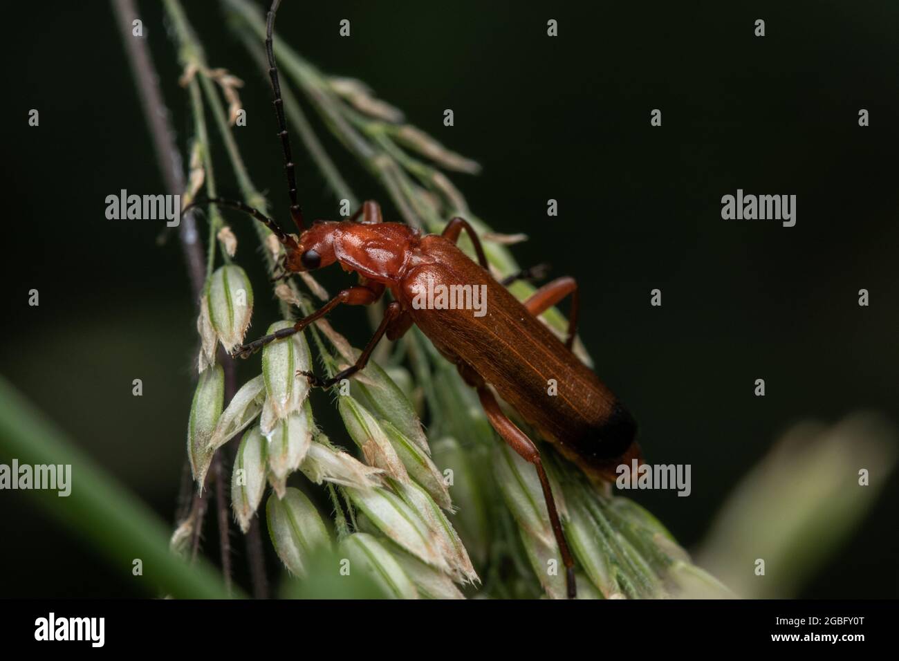 Closeup shot of a big brown bug on a leaf Stock Photo - Alamy