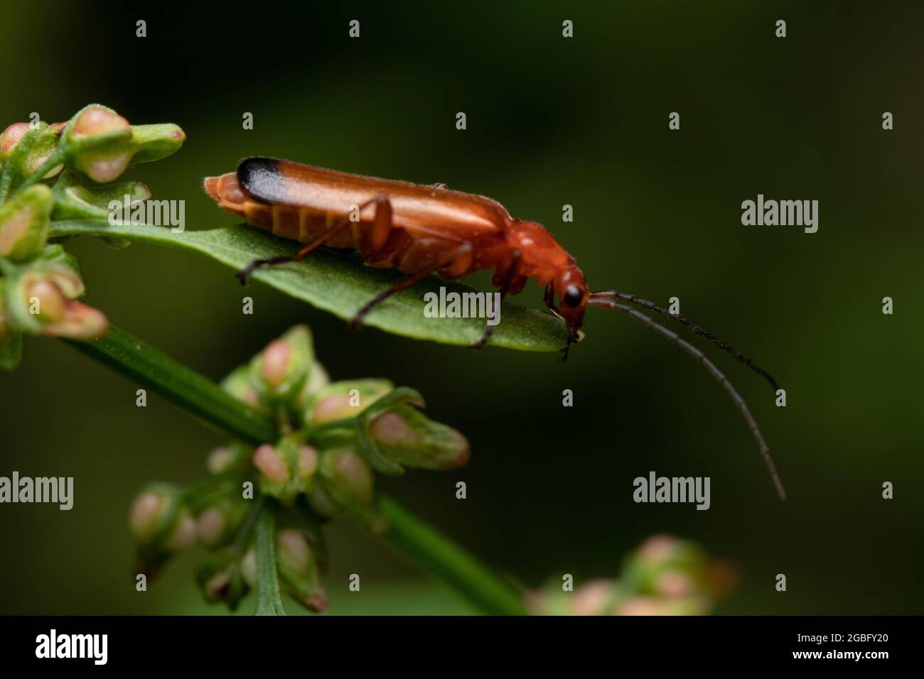 Closeup shot of a big brown bug on a leaf Stock Photo - Alamy