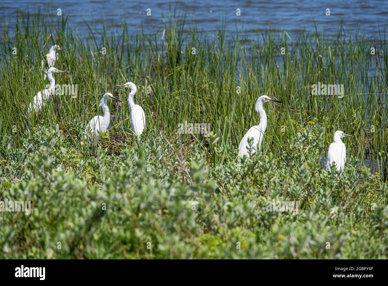 Guana dam hi-res stock photography and images - Alamy