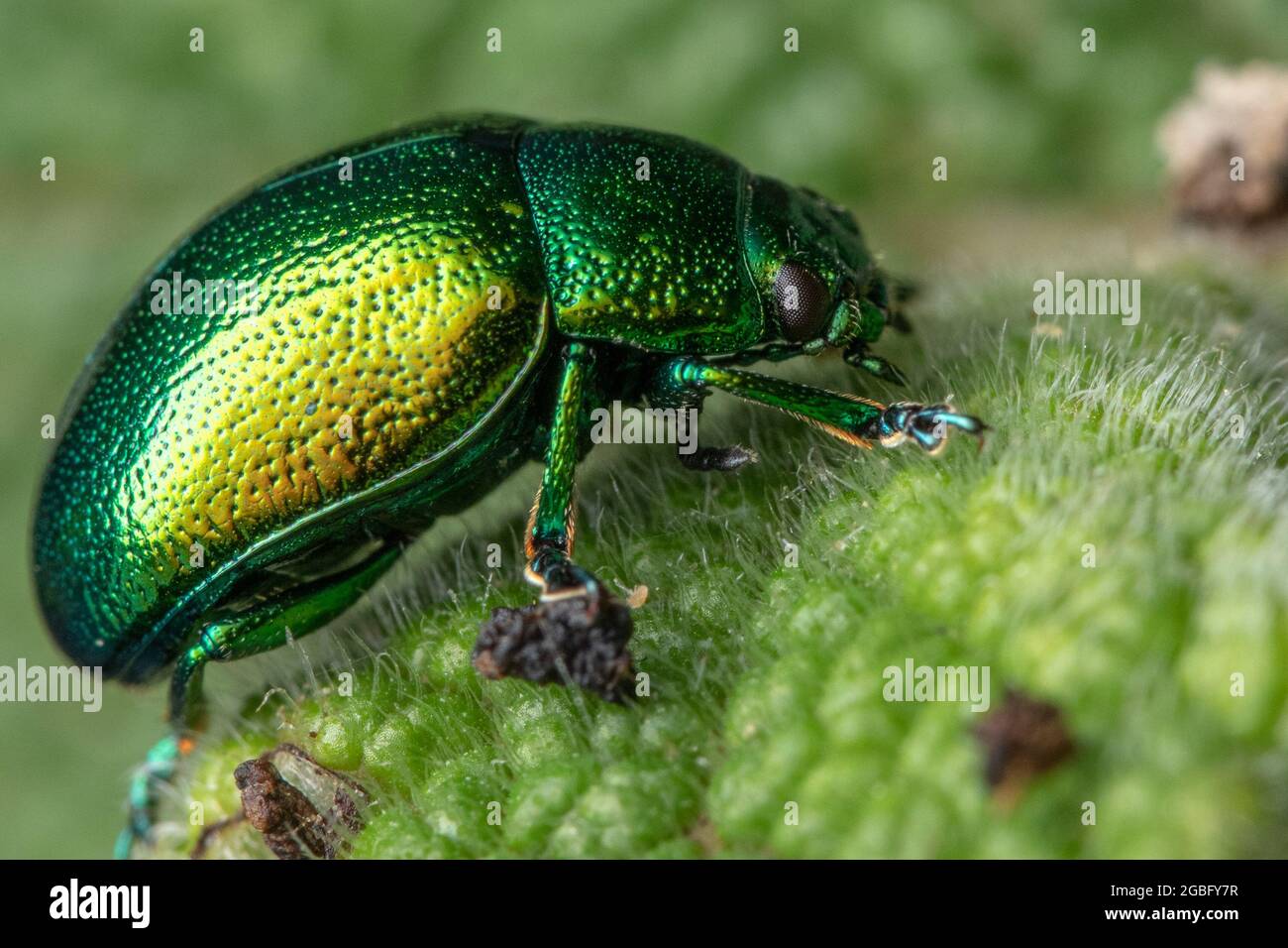 Tansy beetle hi-res stock photography and images - Alamy
