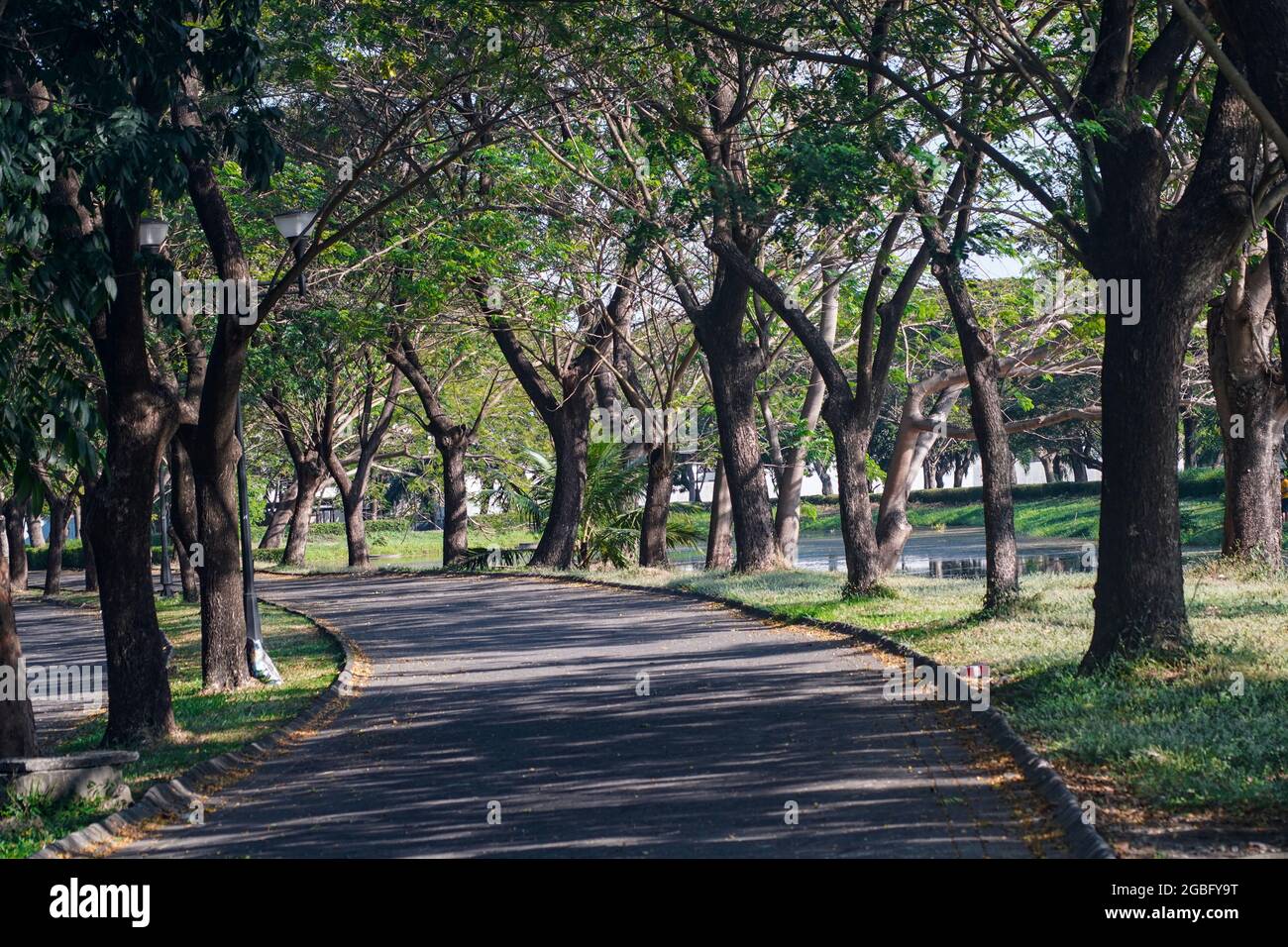Beautiful park with many trees and an empty road Stock Photo - Alamy