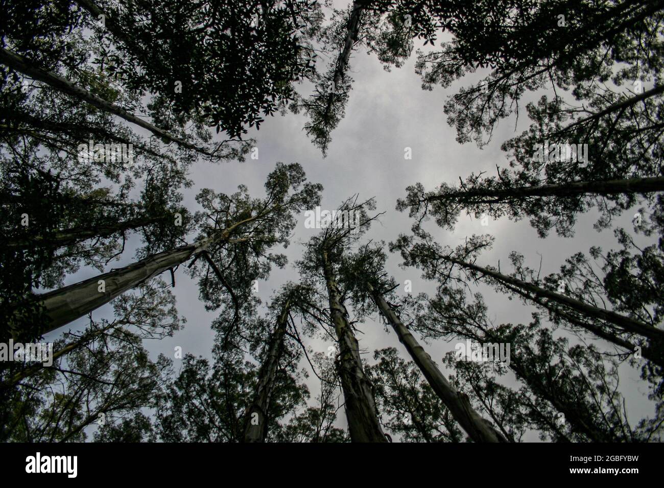 Tree canopy mandala hi-res stock photography and images - Alamy