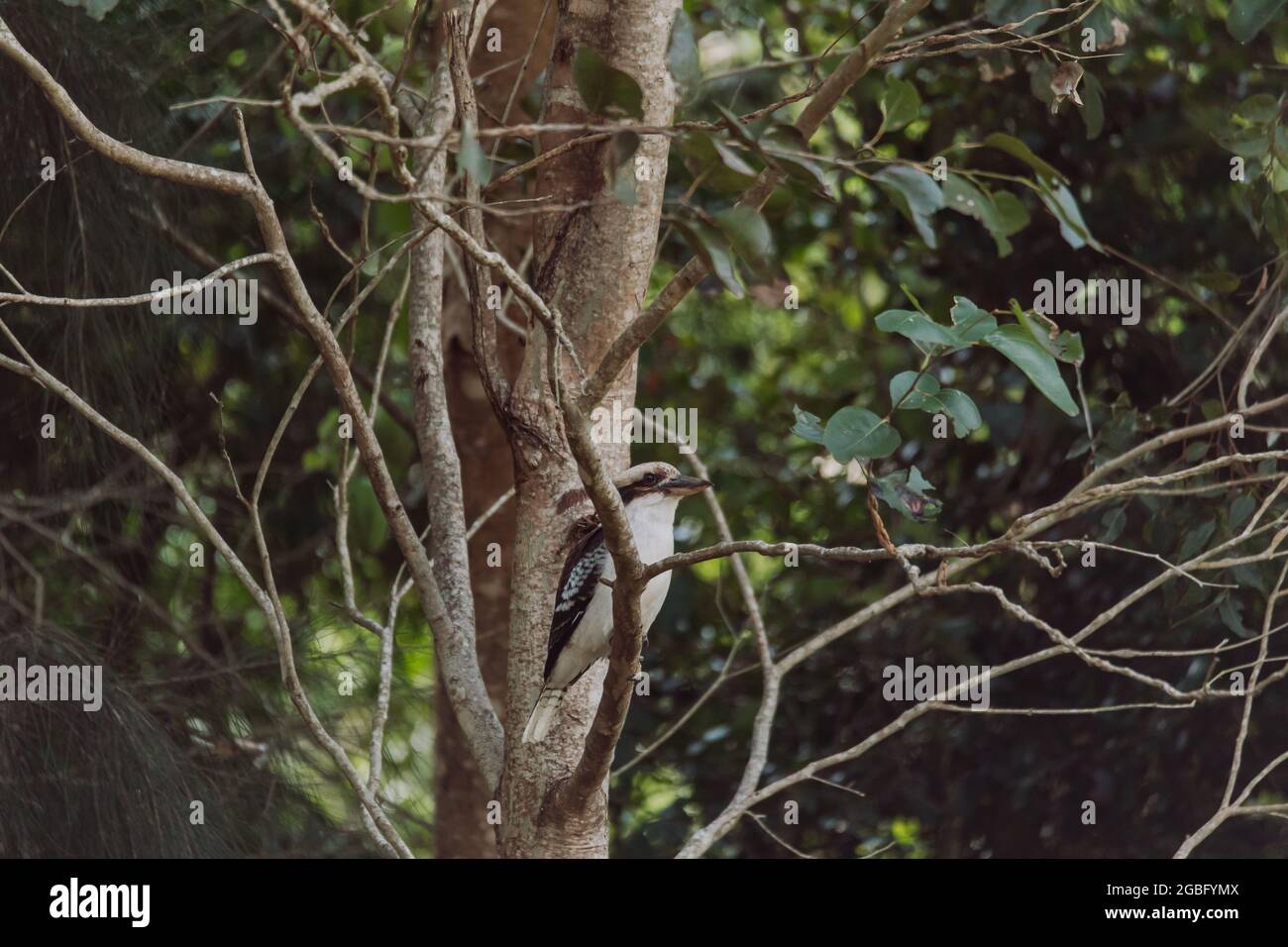 Laughing Kookaburra sitting in a tree Stock Photo - Alamy