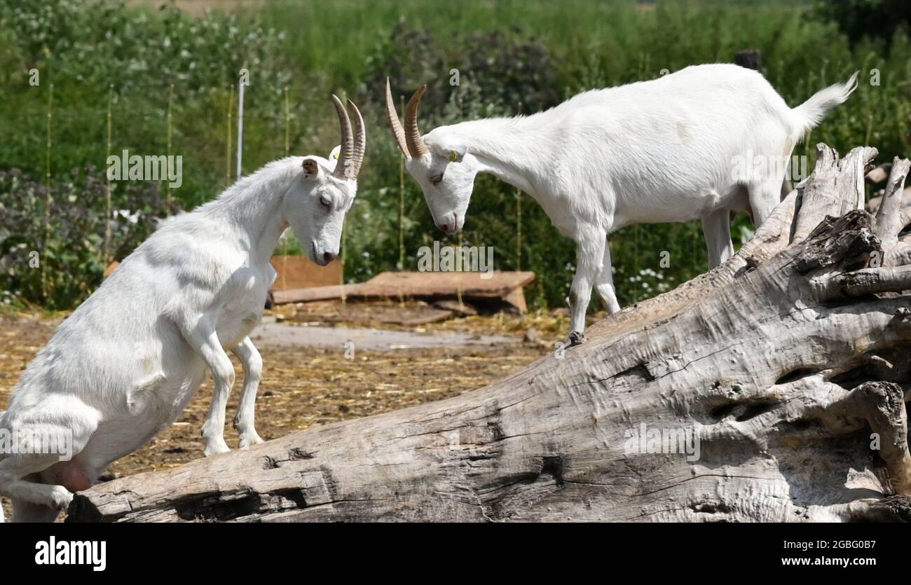 Two sheep from the herd fighting hi-res stock photography and images ...