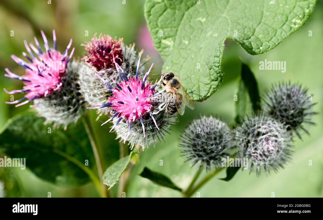 Goat head burr hi-res stock photography and images - Alamy