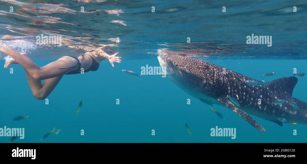 Diver watching whale shark hi-res stock photography and images - Alamy