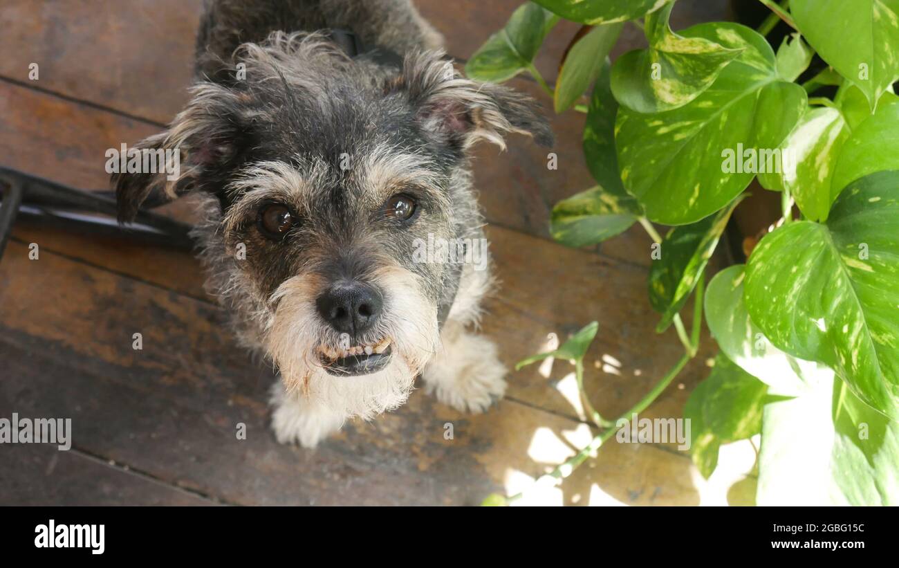 Small dog looking up to the camera Stock Photo - Alamy