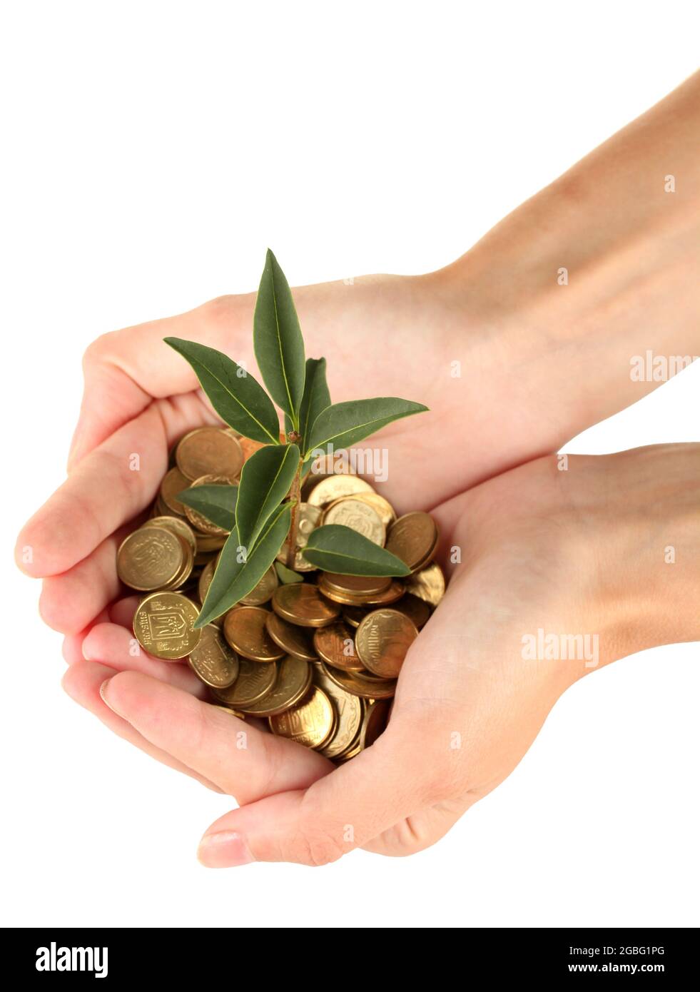 woman's hands are holding a money tree on white background close-up ...