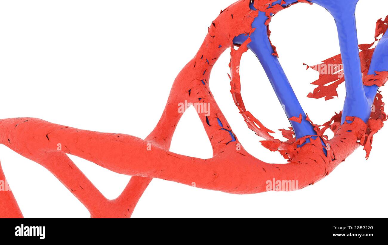 3D rendering of a DNA molecule on a white background Stock Photo - Alamy