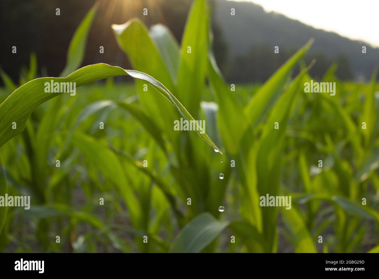 Closeup shot of water drops falling from leaves Stock Photo - Alamy