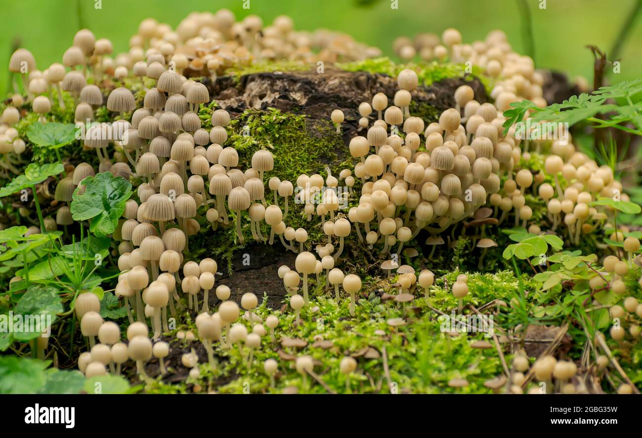 Yellow dung moss hi-res stock photography and images - Alamy