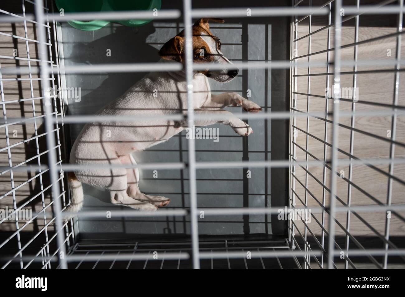 Cage view hi-res stock photography and images - Alamy