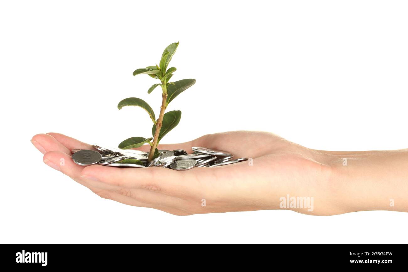woman's hand are holding a money tree on white background close-up ...
