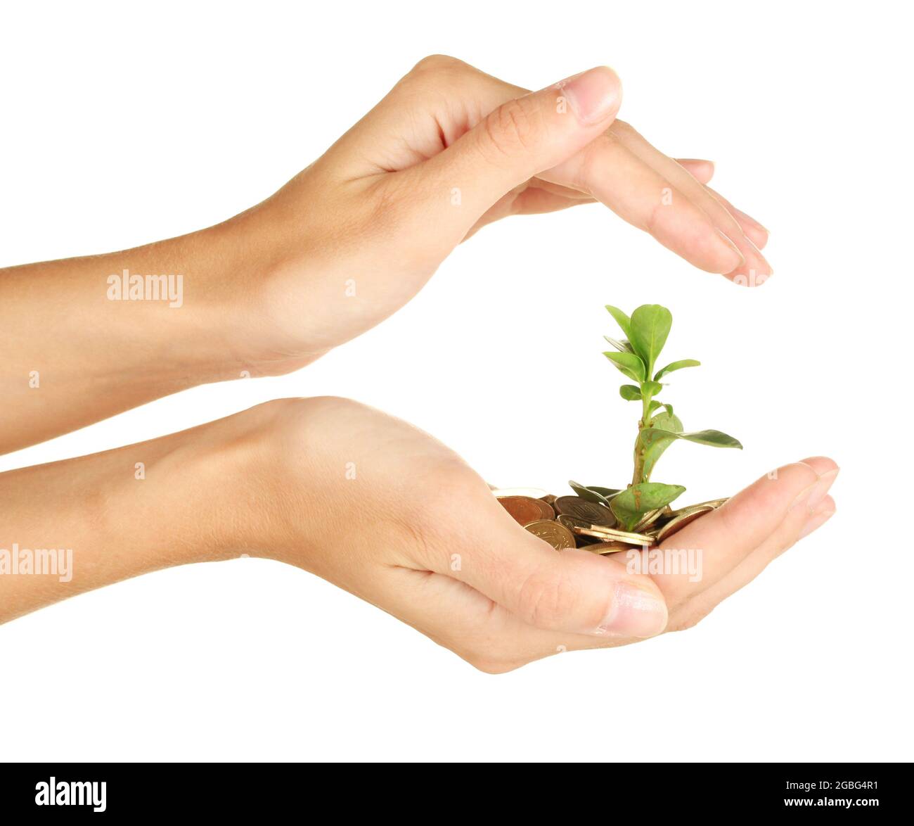 woman's hands are holding a money tree on white background close-up ...