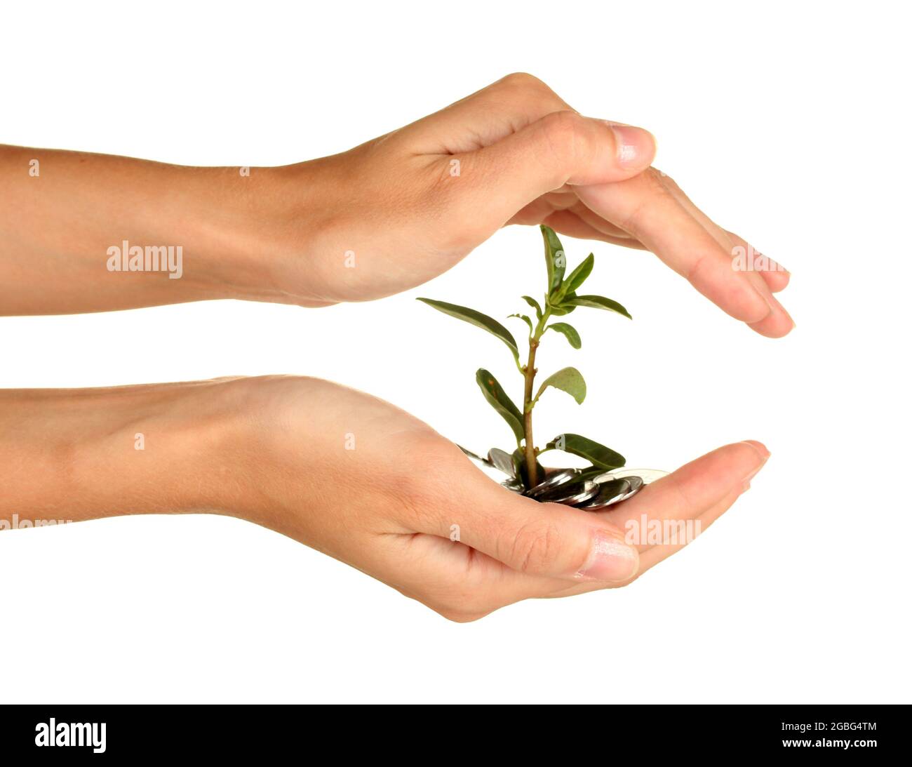 woman's hands are holding a money tree on white background close-up ...