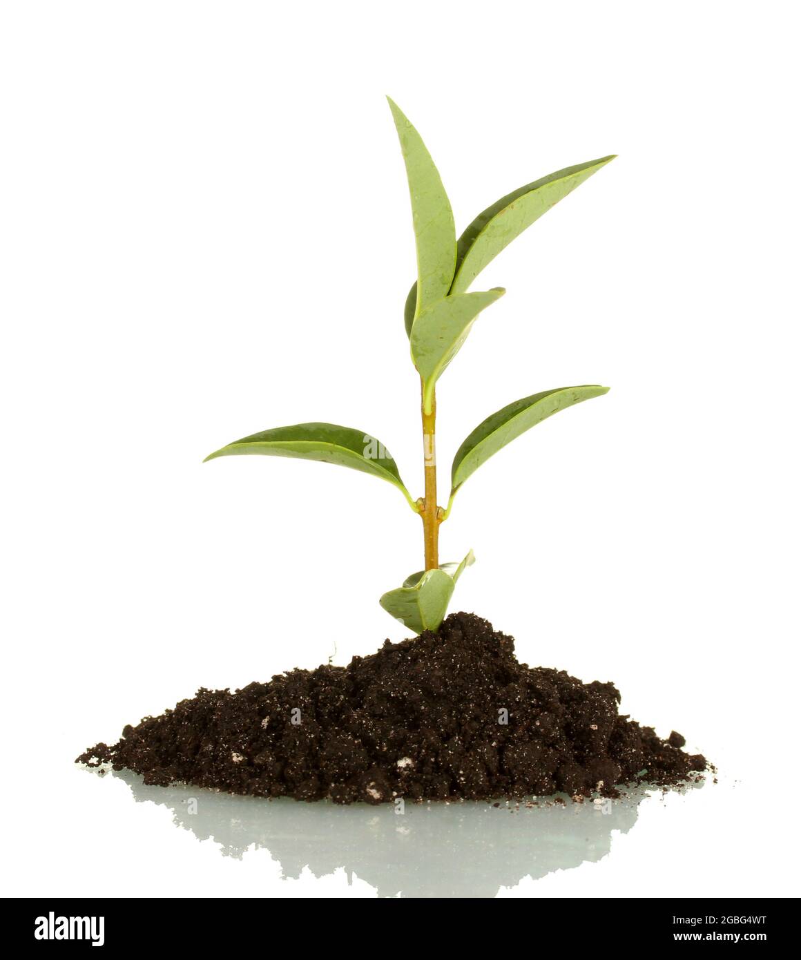 growing plant in land isolated on white background Stock Photo - Alamy