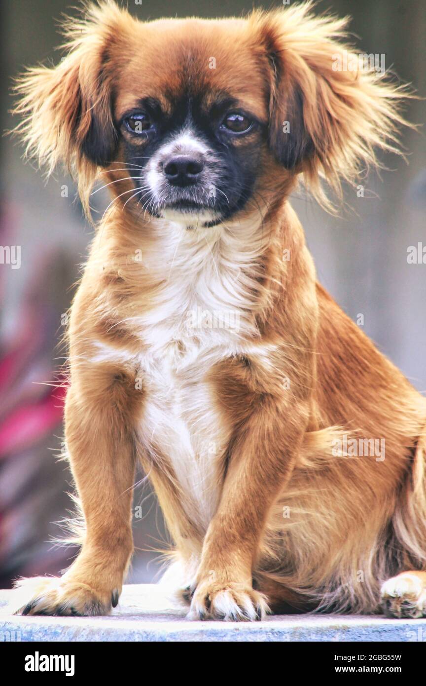 Portrait tibetan spaniel hi-res stock photography and images - Alamy