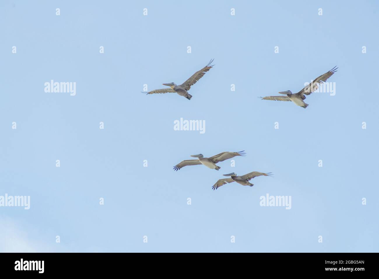 Low angle shot of geese flying under a blue sky Stock Photo - Alamy