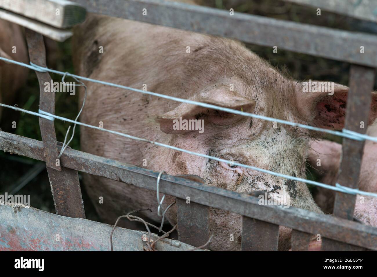 Large male pig in hi-res stock photography and images - Alamy