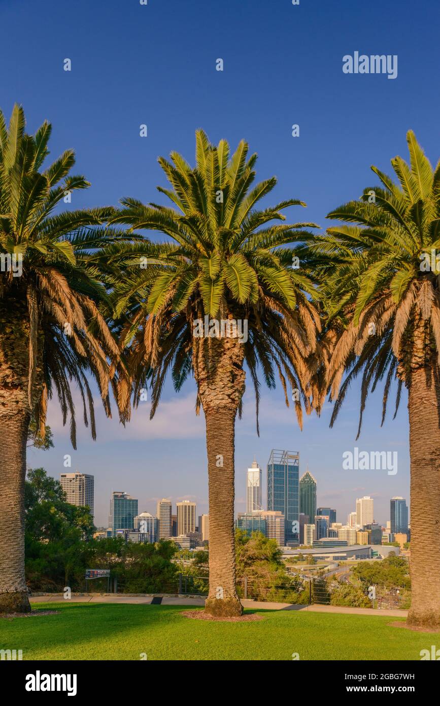 Afternoon view of Perth city skyscrapers seen from Kings Park with Date ...