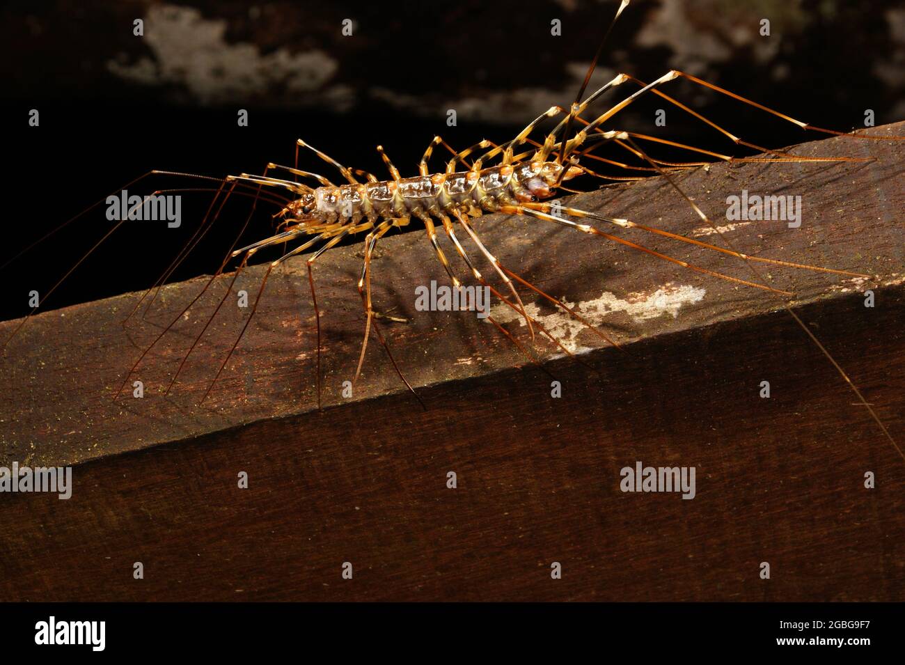 Giant house or long legged centipede (Scutigeridae), Borneo, Malaysia ...