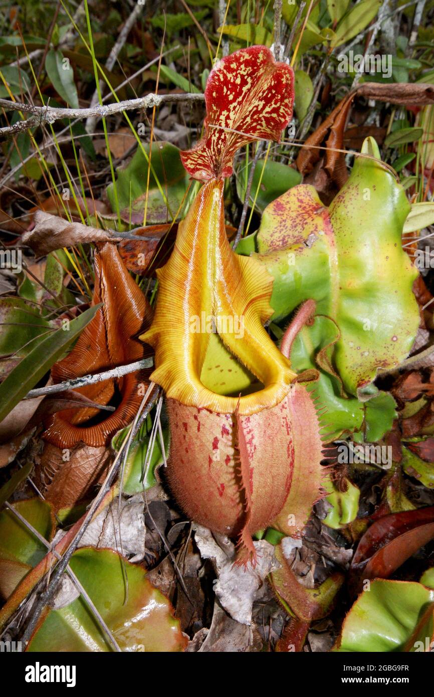 Single pitcher of carnivorous pitcher plant Nepenthes veitchii, Borneo ...