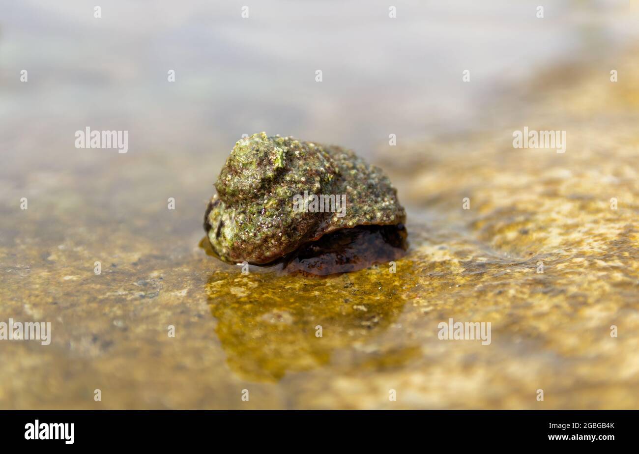 Nudibranch texture hi-res stock photography and images - Alamy