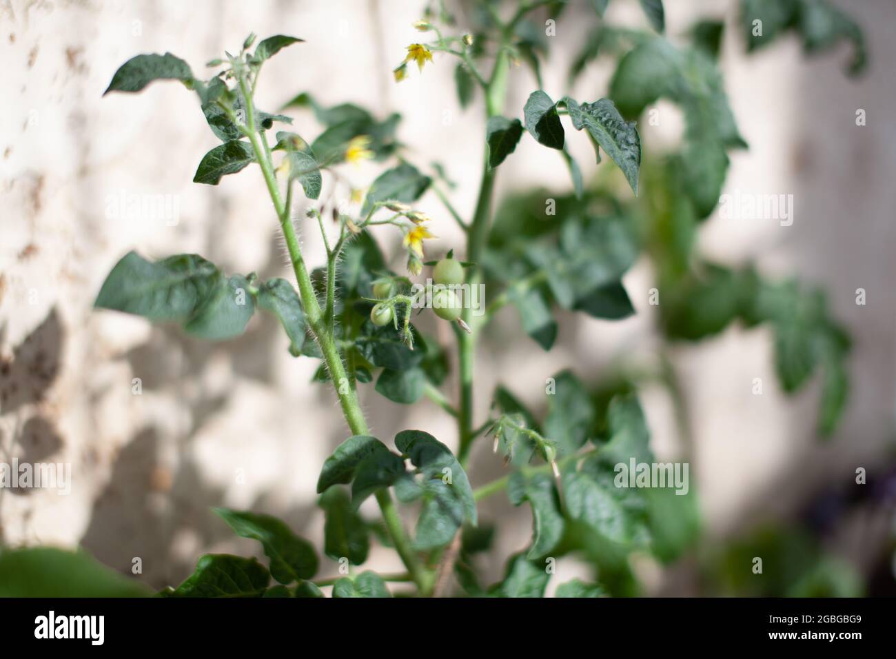 Small tomato fruit on a Bush. Growing tomatoes at home on the ...