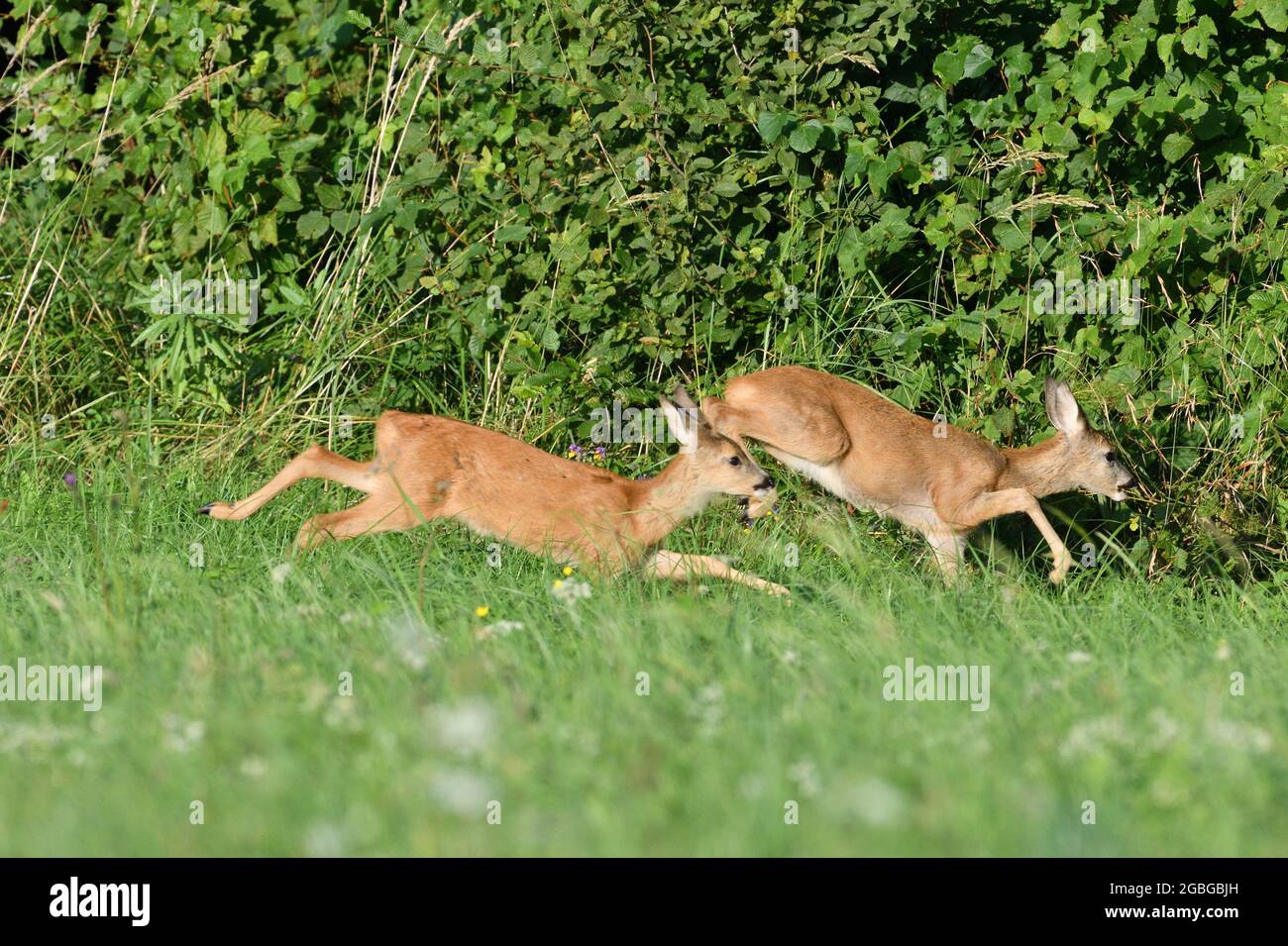 Roe deer jump into the forest before the danger from the meadow Stock ...
