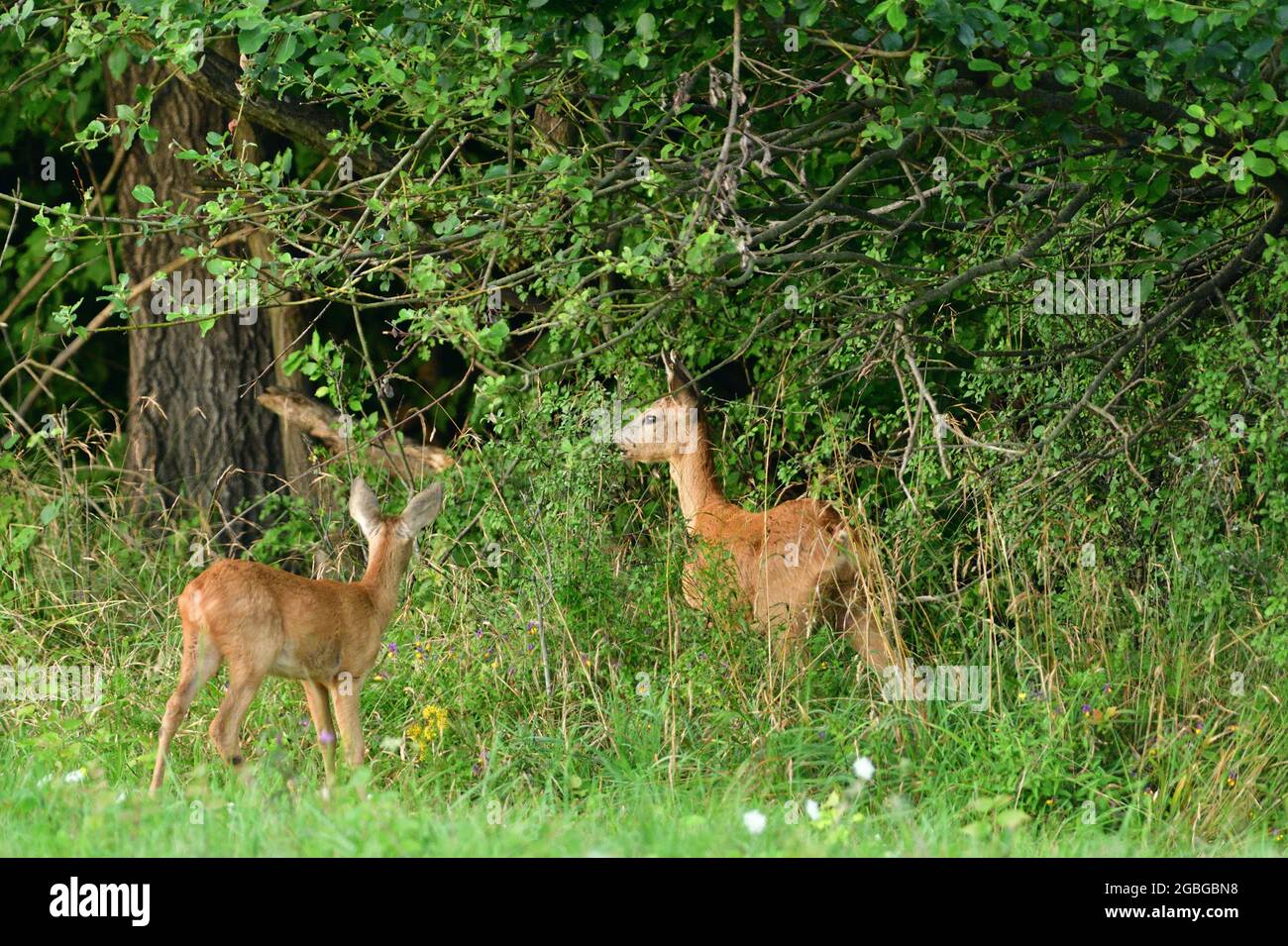 Roe deer jump into the forest before the danger from the meadow Stock ...