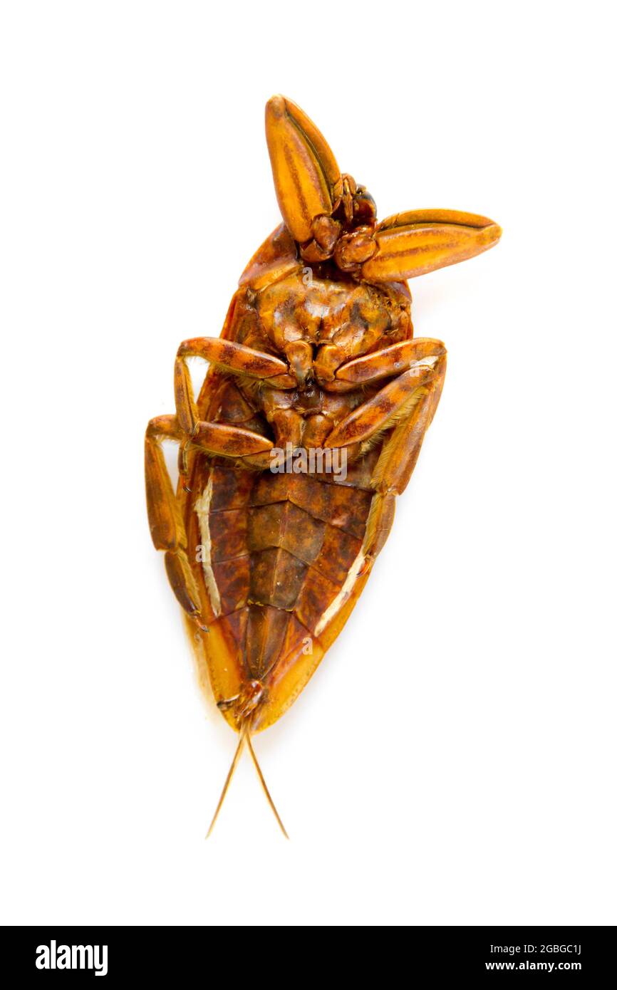 Dead dried cockroach isolated on white background Stock Photo - Alamy