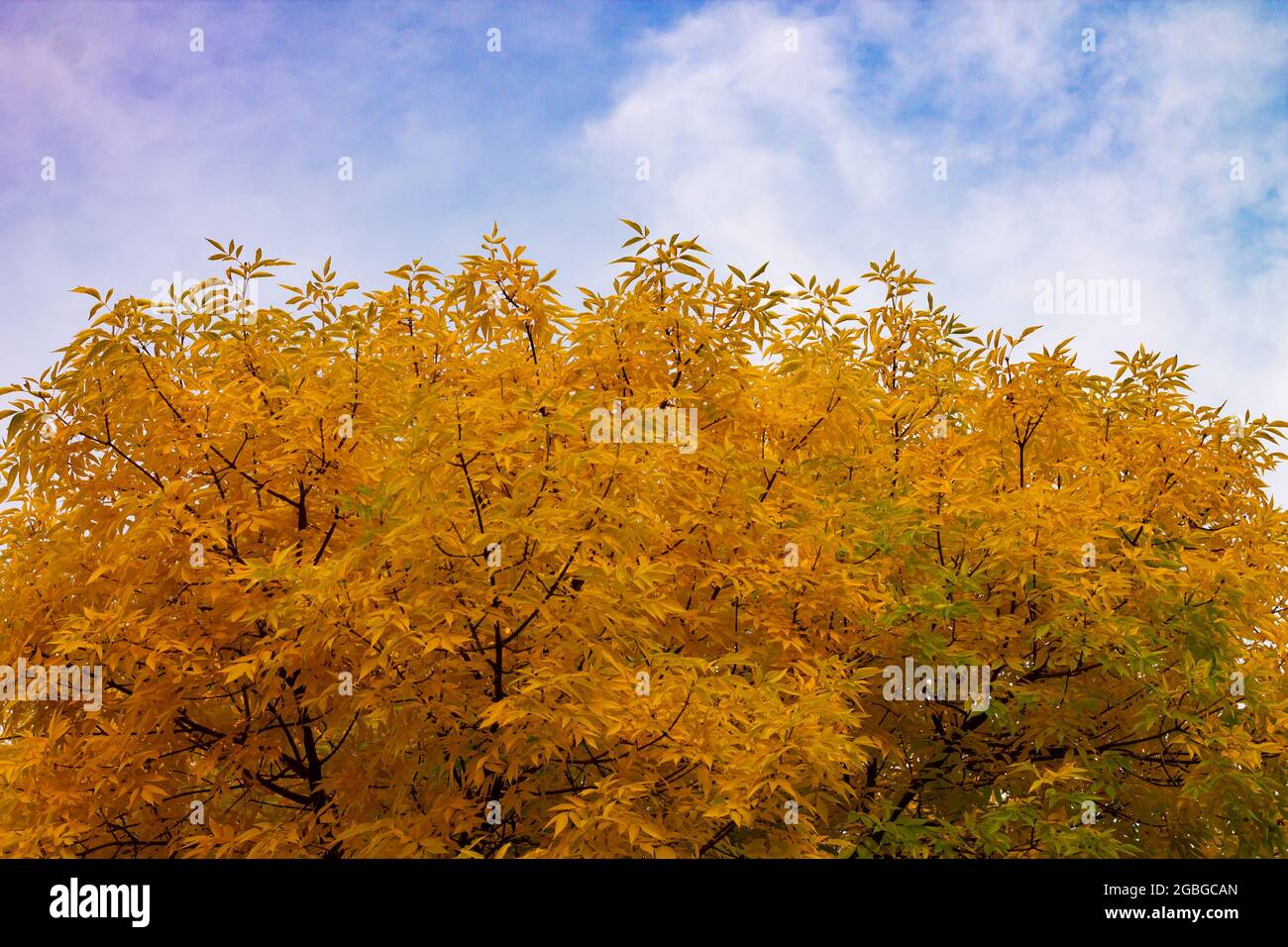 Yellow autumn foliage of ash tree against blue sky with clouds Stock ...