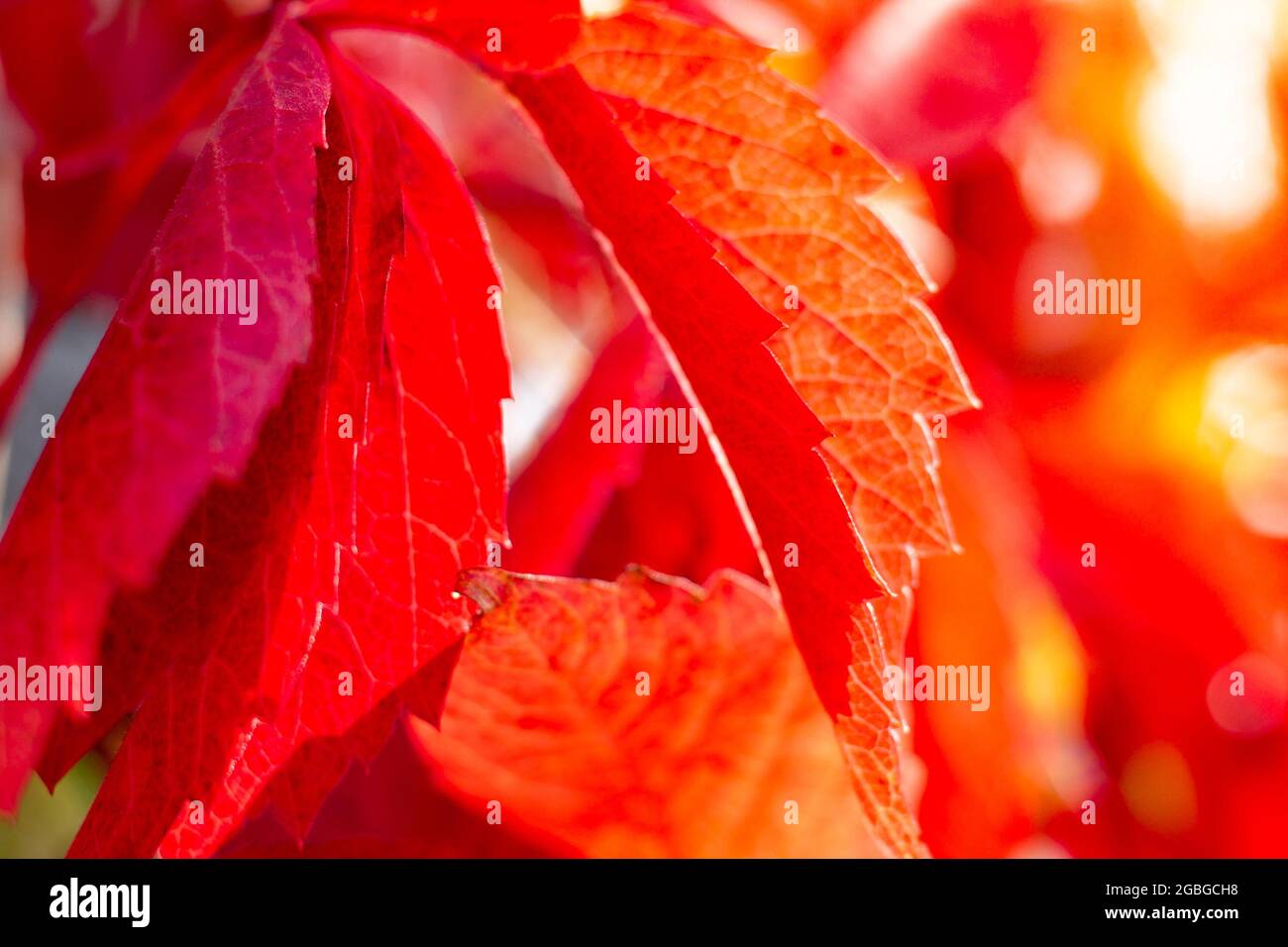 Sharp Leaves High Resolution Stock Photography and Images - Alamy