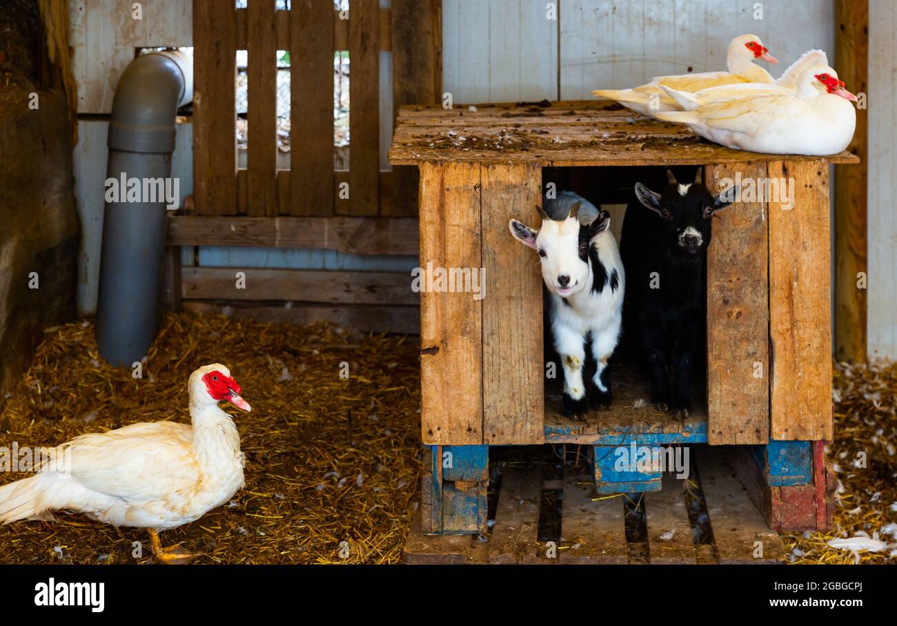 Ducks and goats in backyard of farm Stock Photo - Alamy