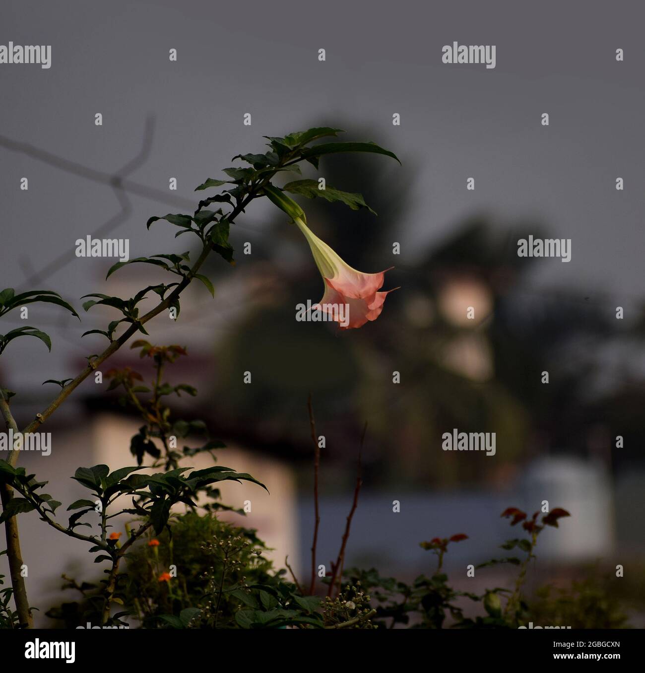 Vespertine flower hi-res stock photography and images - Alamy