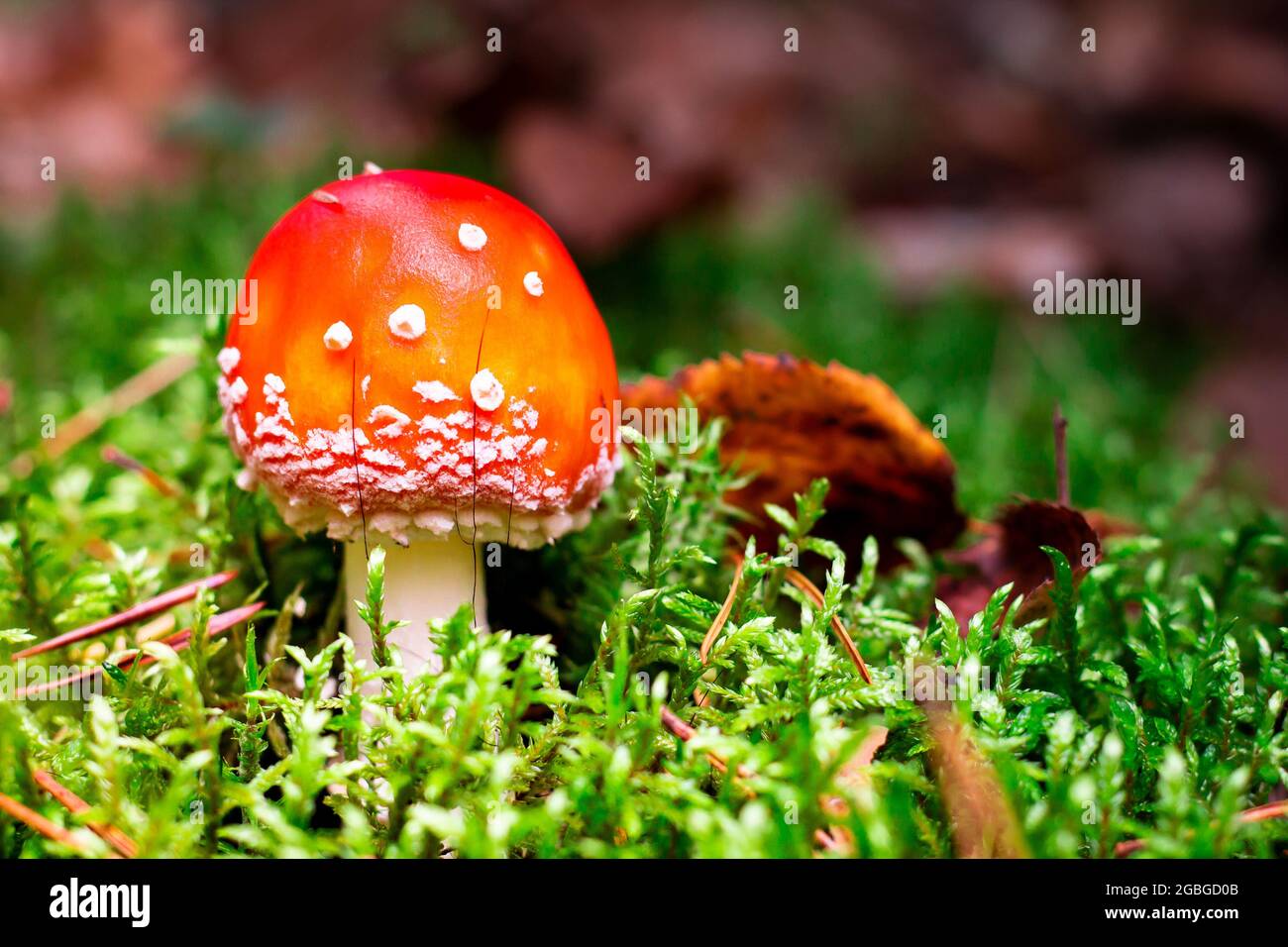 Red fly agaric mushroom with white dots in autumn forest on moss Stock ...