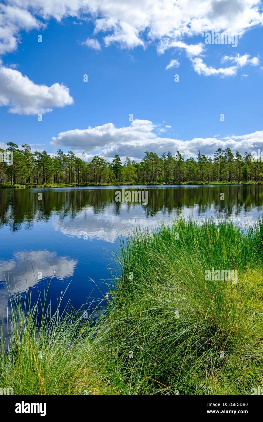 panoramic view of a lake in the swedish nature reserve dumme mosse near ...