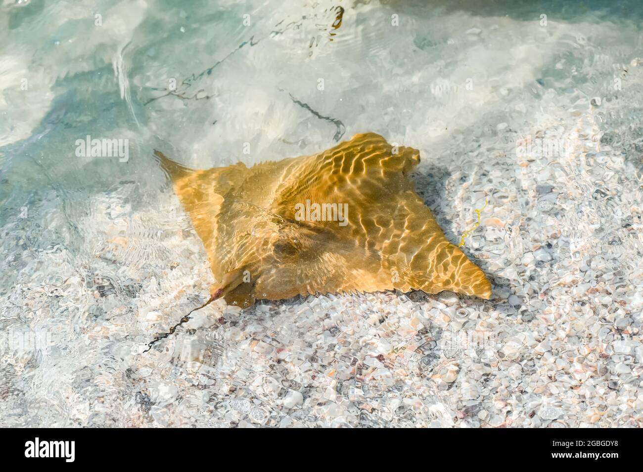 Fever of stingrays (cow nose rays) in Sanibel Island, Florida Stock ...