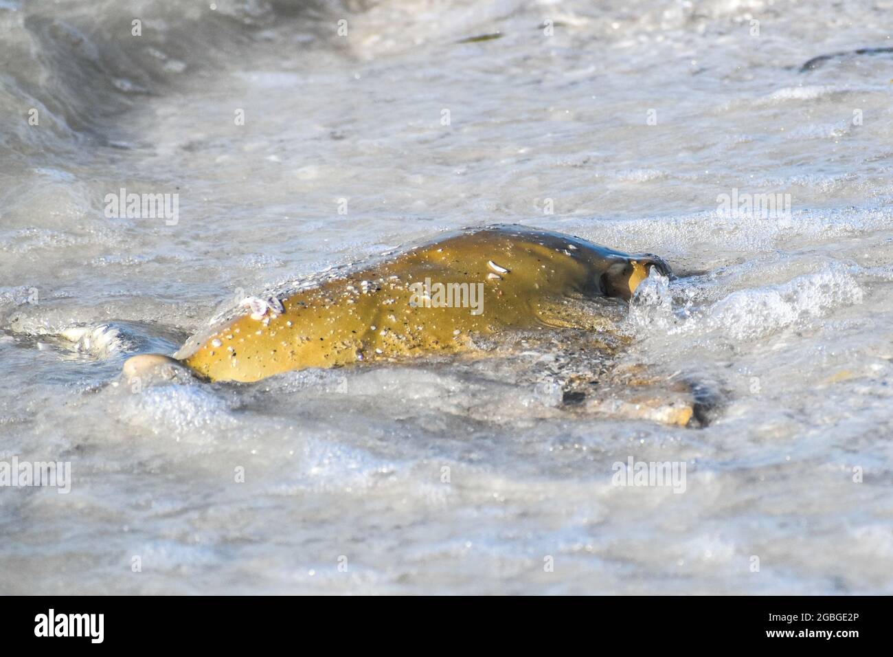 Fever of stingrays (cow nose rays) in Sanibel Island, Florida Stock ...